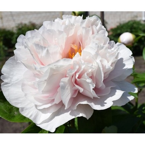 Півонія Paeonia Blushing Princess